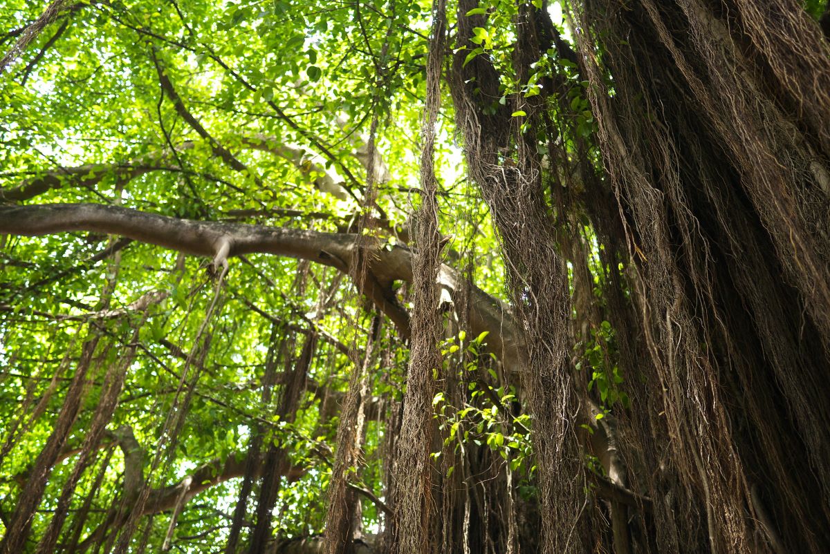 Teuteuf Games | Exploring Barbados: 5 Facts You Didn't Know - Teuteuf Games